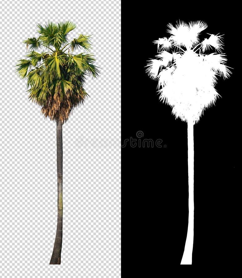 Sugar Palm Tree on Transparent Picture Background with Clipping Path ...