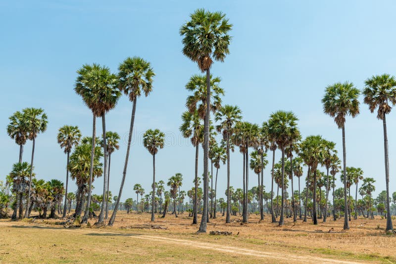 Sugar Palm Trees in the Rice Field Stock Image - Image of natural ...