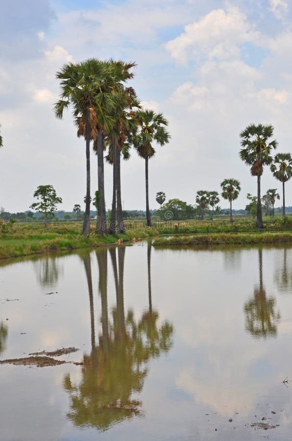Sugar Palm Trees on the Ridges and Reflection in the Water Field Stock ...