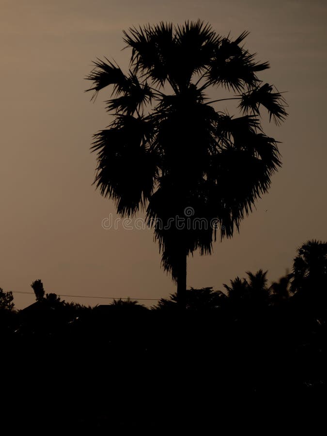 Sugar Palm Trees and Trees in the Shadows and Glare of the Morning Sun ...