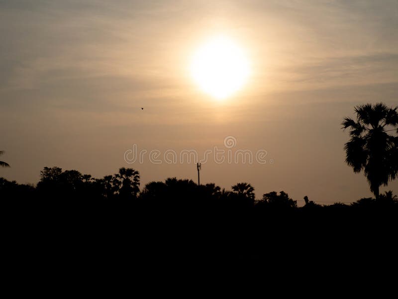 Sugar Palm Trees Shadows Glare Morning Sun Stock Photos - Free ...