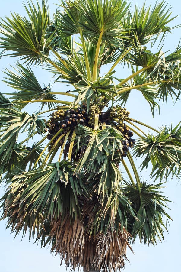 Sugar palm stock photo. Image of green, decoration, beautiful - 30034922