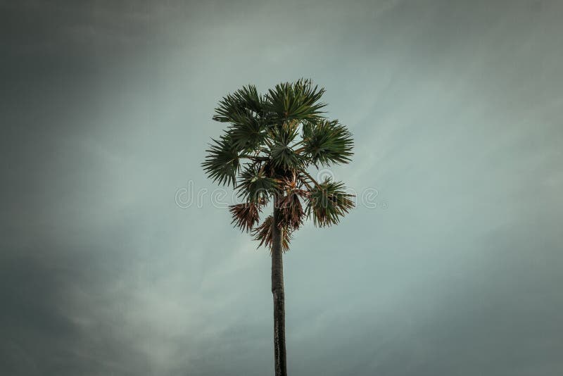 Sugar Palm Trees on Sky Background Stock Photo - Image of beauty, high ...