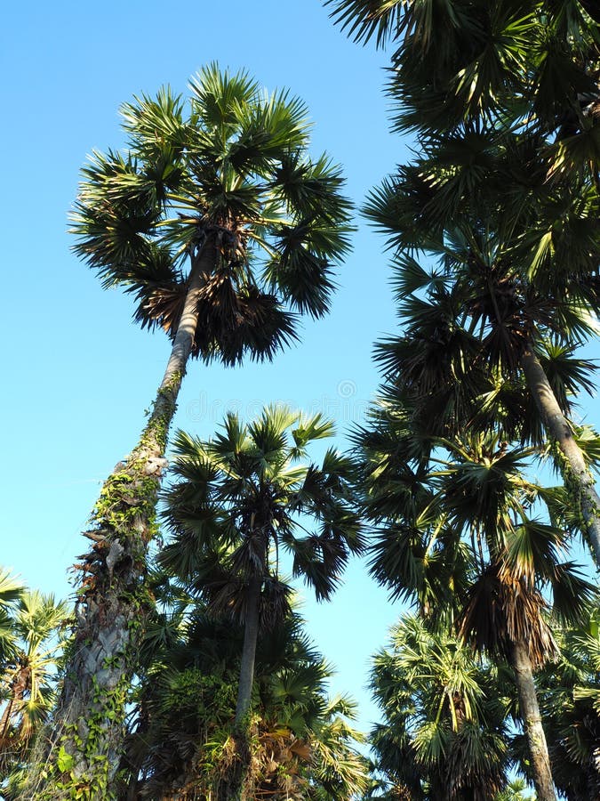 Sugar palm trees stock photo. Image of sweet, landscape - 143399136