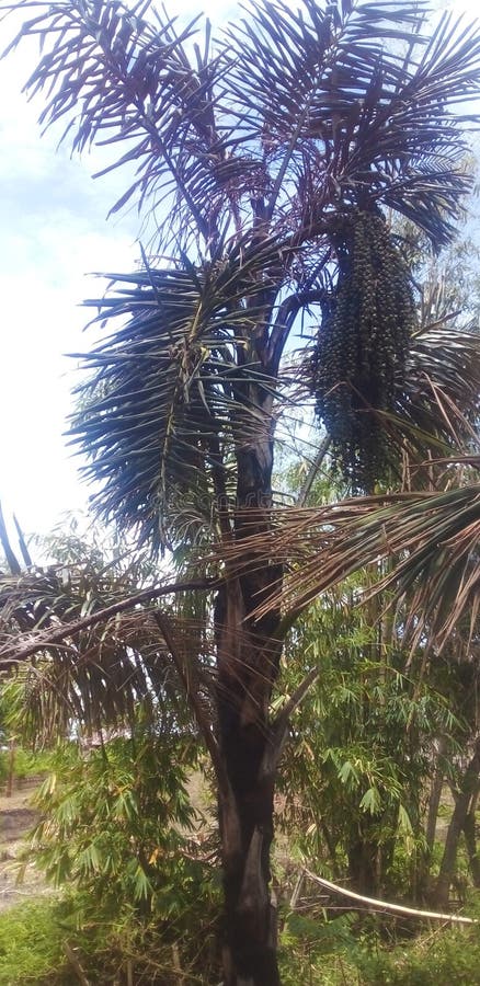 Sugar Plm Trees Fire almost Die Stock Photo - Image of plant, trees ...