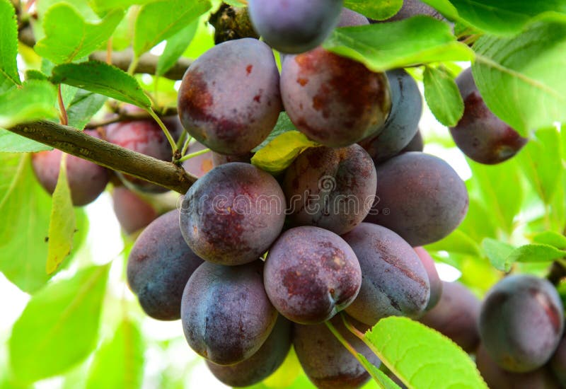 Sugar plums stock image. Image of oxidant, tangy, skin - 54610371