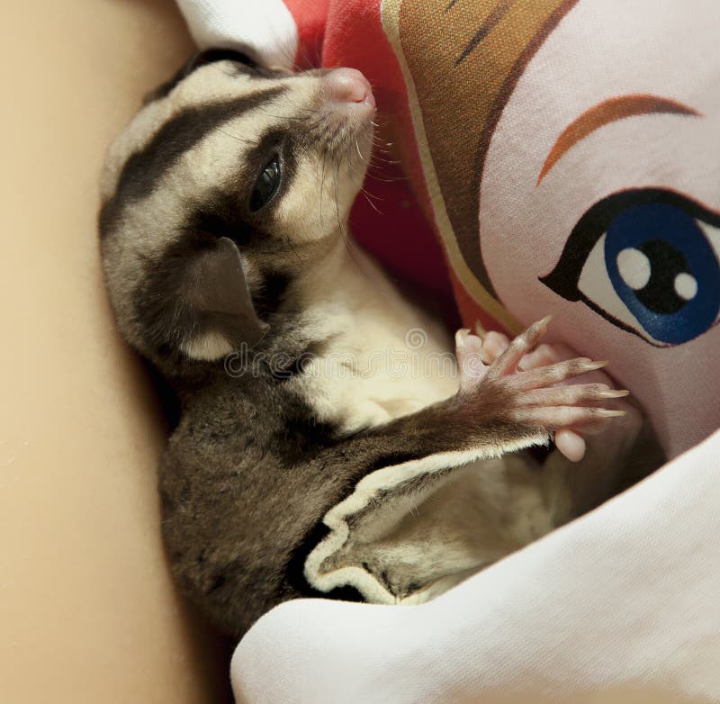 Sugar Possum Sleeping Peacefully Stock Photo - Image of body, home ...