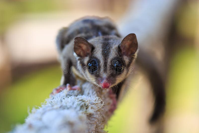 Sugar rider stock photo. Image of rider, sugar, life - 45322476