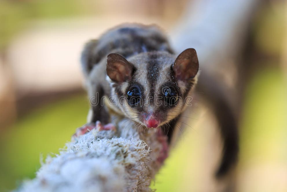 Sugar rider on the rope stock image. Image of cute, closeup - 86184695