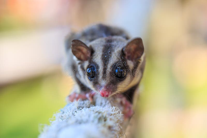 Sugar rider stock photo. Image of rider, sugar, life - 45322476