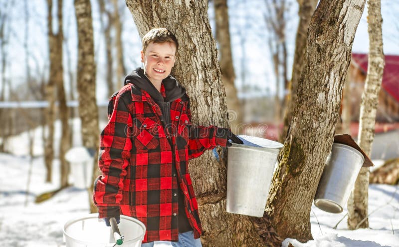 Sugar Shack, Child Having Fun at Maple Shack Forest Collect Maple Water ...