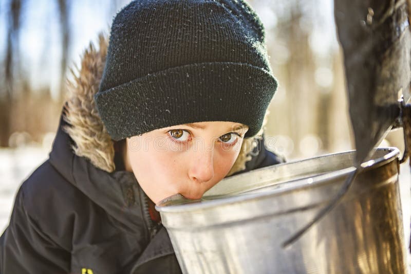 Sugar Shack, Child Having Fun at Mepla Shack Forest Drink Maple Water ...