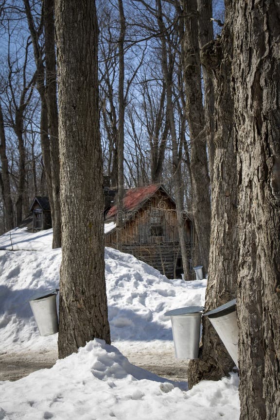 Sugar shack stock photo. Image of canada, quebec, spring - 272892650