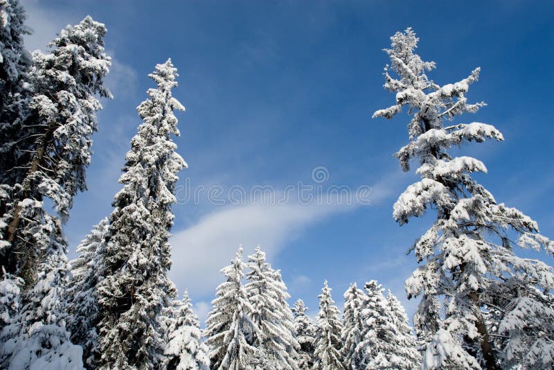 Sugar Trees Picture. Image: 6880405