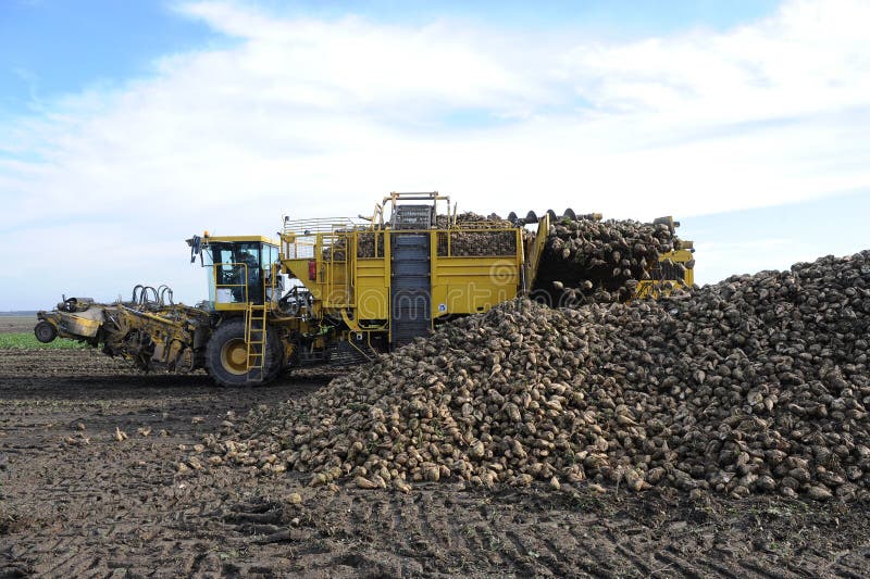 Sugarbeets stock image. Image of dirty, harvesting, residential - 38565137