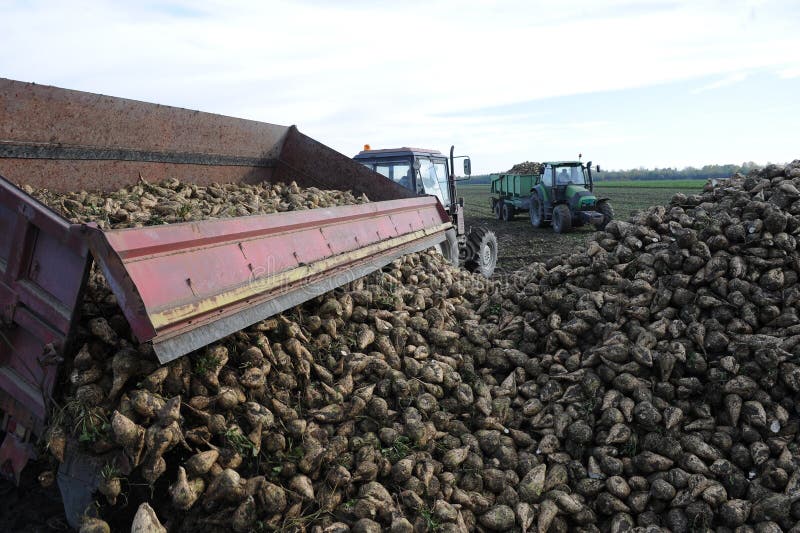 Sugarbeets stock photo. Image of heavy, residential, autumn - 38565344