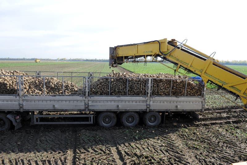Sugarbeets stock photo. Image of harvester, harvesting - 38565404