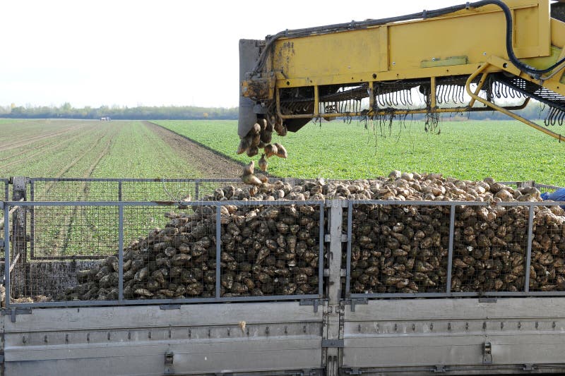 Sugarbeets stock photo. Image of farmer, industry, rural - 38565512