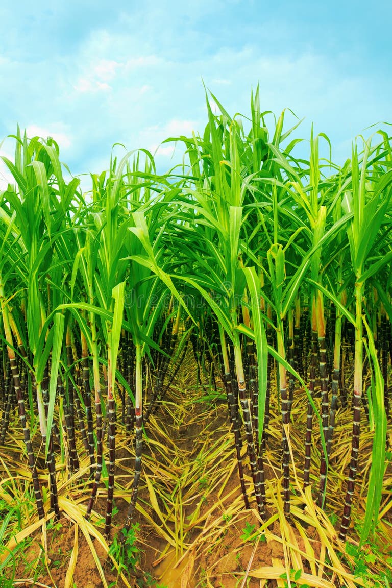 5,229 Sugarcane Plantation Landscape Stock Photos - Free & Royalty-Free ...