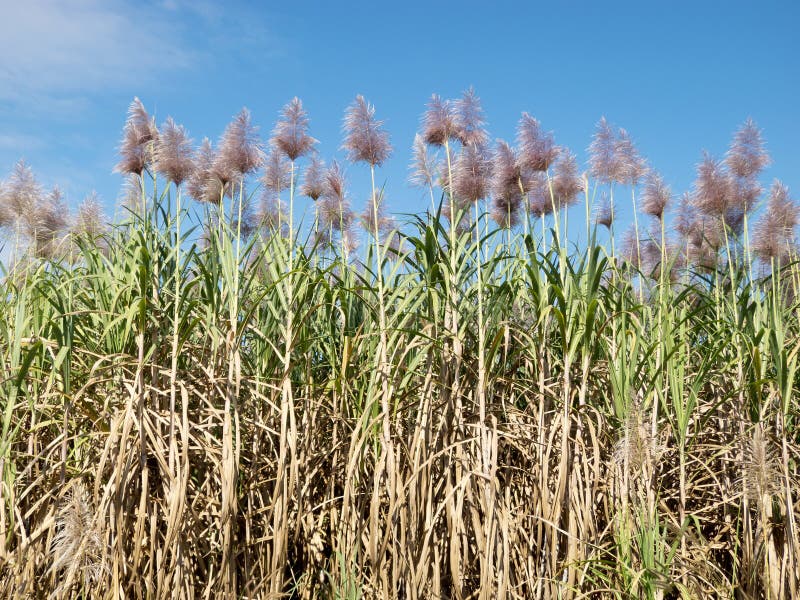 Cane flowers stock image. Image of farm, rural, lilac, sugar - 138169