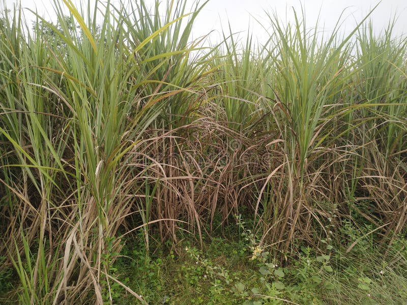 Sugarcane Crop Field Sky and Clouds Natural Beautiful Stock Photo ...
