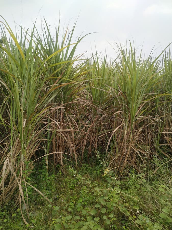 Sugarcane crop Fields stock image. Image of area, vast - 125798091