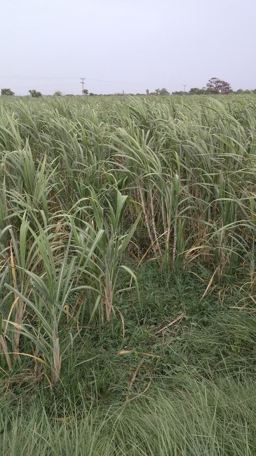 Sugarcane crop Fields stock image. Image of area, vast - 125798091