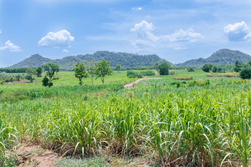 Sugarcane Crops Landscape Nature Stock Image - Image of agriculture ...