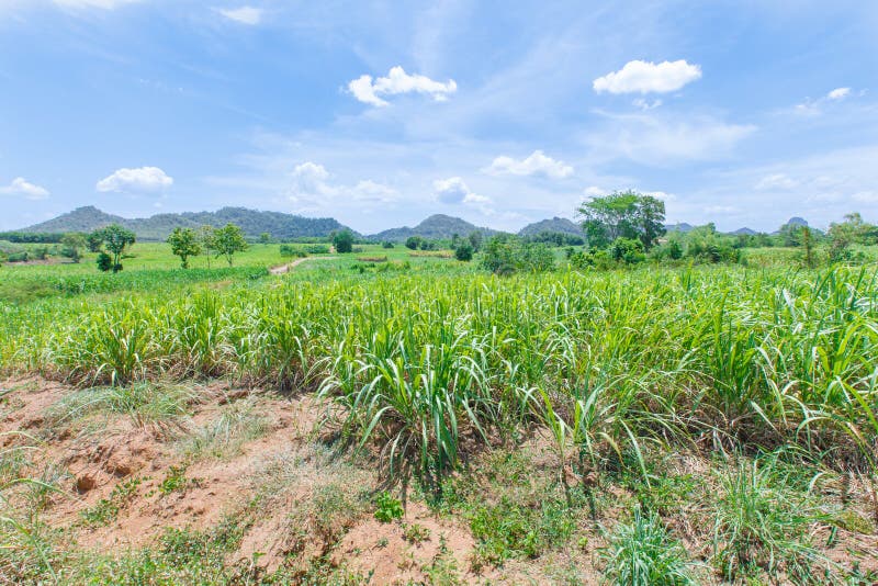 Sugarcane Crops Landscape Nature Stock Photo - Image of farmland, food ...