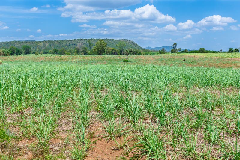 Sugarcane Crops Landscape Nature Stock Image - Image of juice, fields ...