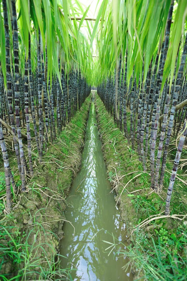 Sugarcane farm stock photo. Image of sugarcane, sweet - 13337672