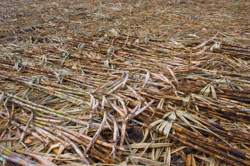Sugarcane farm background stock image. Image of healthy - 19235229