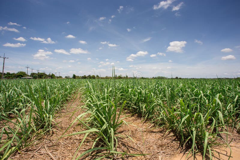 Sugarcane Farm with Blue Sky Stock Image - Image of farm, landscape ...