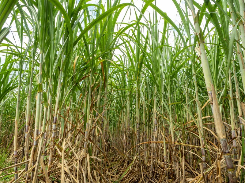 Sugarcane Farm with Sugarcane Growing with Sunrise in Thailand Stock ...