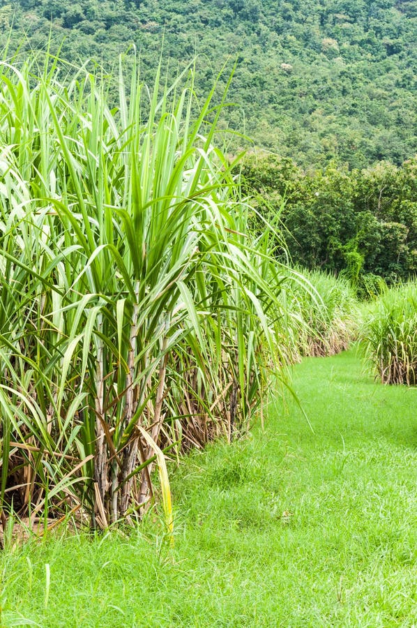 Sugarcane Farm Landscape stock image. Image of rural - 116272497