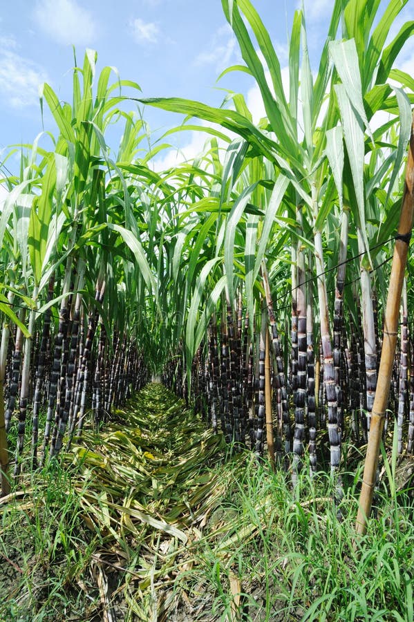 Sugarcane farm stock photo. Image of sugarcane, plant - 31029680
