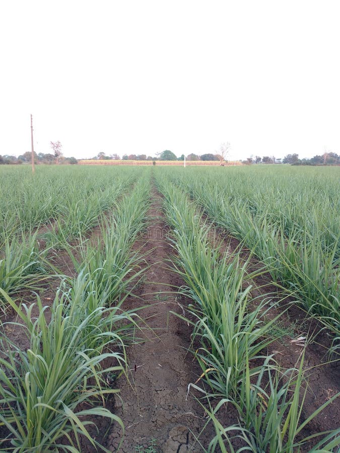 Sugarcane Green Caler Line Stock Photos - Free & Royalty-Free Stock ...