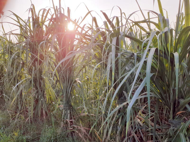 Sugarcane Farming in India Village Stock Photo - Image of farming ...