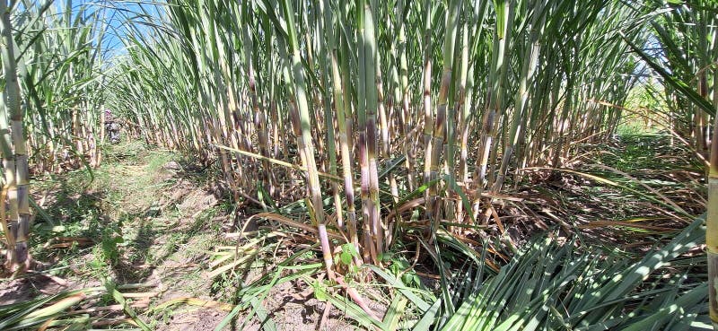 Sugarcane farming stock image. Image of soil, tree, growing - 301677427