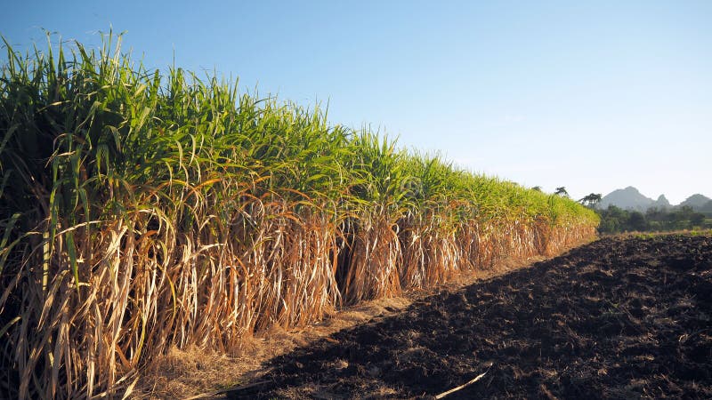 Sugarcane Farming in India Village Stock Photo - Image of farming ...