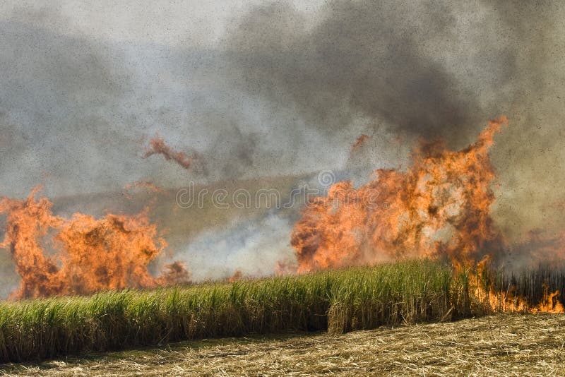 Sugar cane burned stock photo. Image of farm, cane, fire - 822902