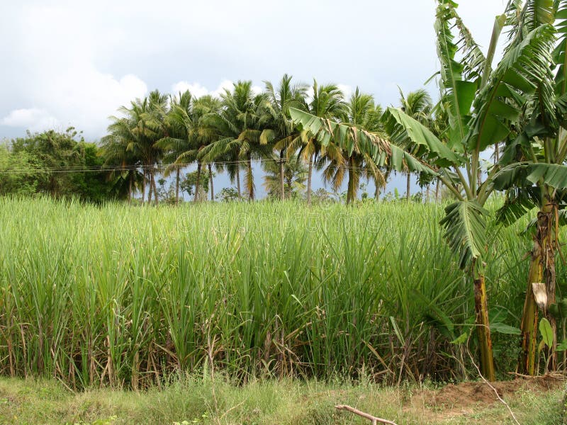 Sugarcane field stock image. Image of agriculture, sugarcane - 6004969