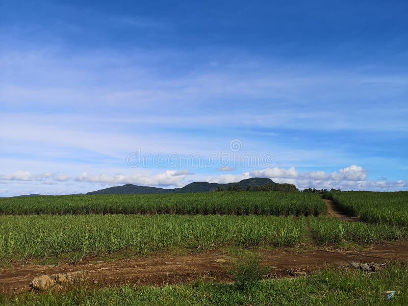 Sugarcane Field with a Beautiful Sky and Mountain Stock Photo - Image ...