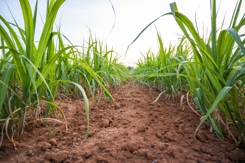 Sugarcane Field with Blue Sky Stock Image - Image of land, sugarcane ...