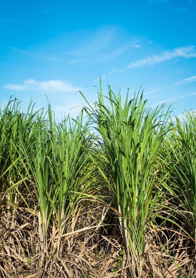 Sugarcane field stock photo. Image of field, natural - 84598846