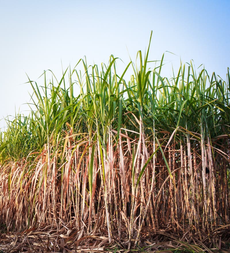 Sugarcane field stock photo. Image of field, natural - 84598846