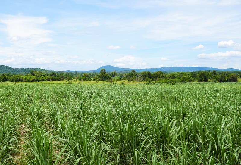 Sugarcane Field with Blue Sky Background. Travel in Thailand Stock ...