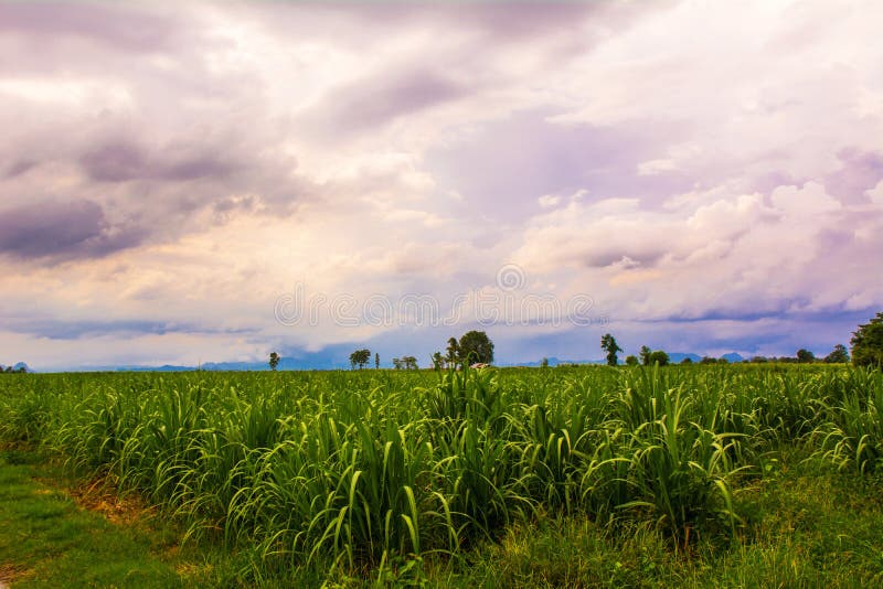 Sugarcane Field in Blue Sky with Cloud Stock Photo - Image of clouds ...