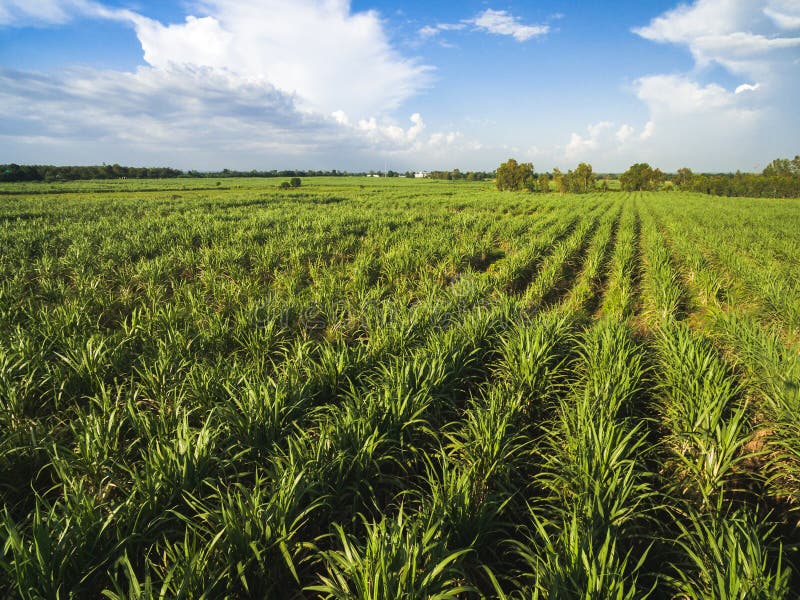 Sugarcane Field with Blue Sky Stock Image - Image of environment ...