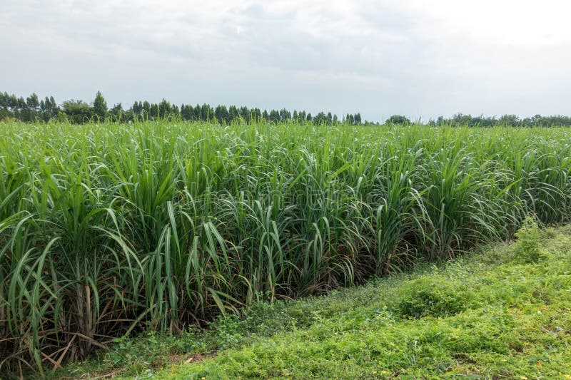 Sugarcane Field Sugarcane Farm .. Stock Photo - Image of cane, green ...
